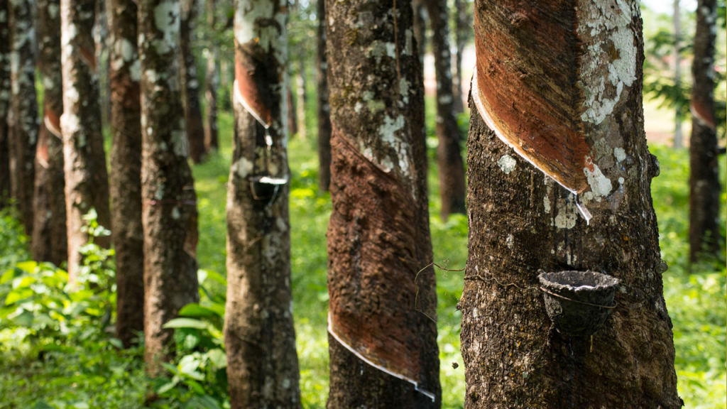 What is natural rubber and why should we care? – eTracks Tire ...